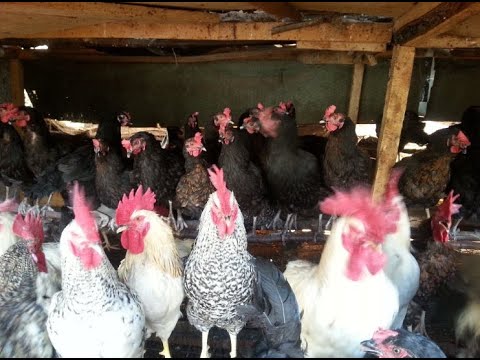 MILLIONAIRE KIENYEJI CHICKEN FARMER SUCCESS STORY. PART FINALE (Hatchery Bussiness)
