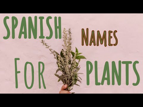 SPANISH Plant Names