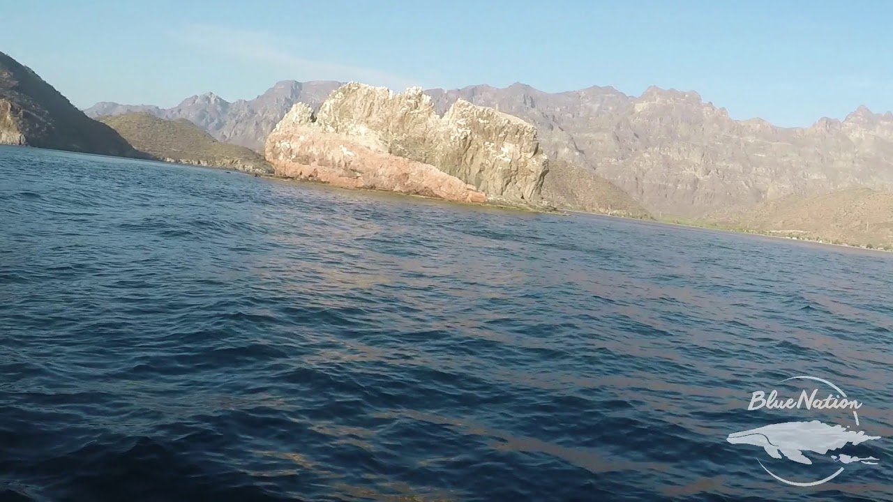 THOUSANDS of mobula rays in the Loreto Bay National Park!!