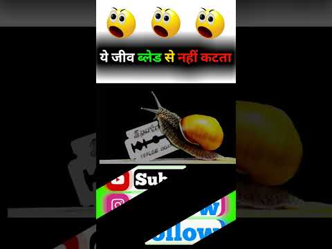 घोंघा के बारे में क्या आप ये जानते हो ? || 😲😲 || Do You Know About Snail ? ||