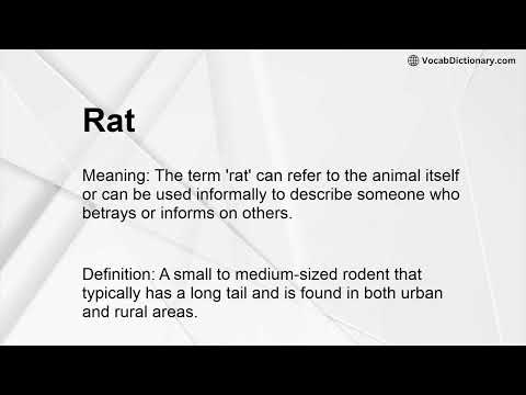 Rat Meaning