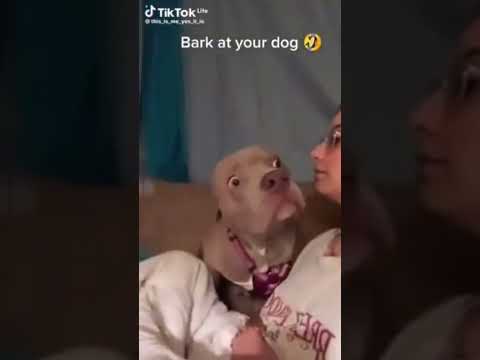 bark at your dog