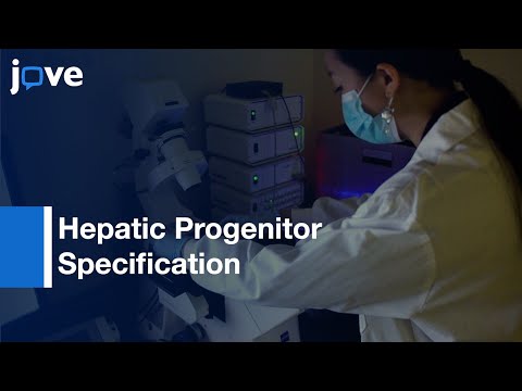 Pluripotent Stem Cells: Defined Differentiation System l Protocol Preview