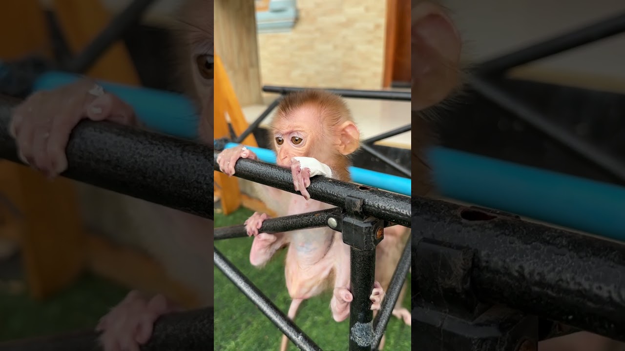 #animation #wallpaper #funny #midjourney #music #babymonkey #adorably #monkeysr #cute #monkey