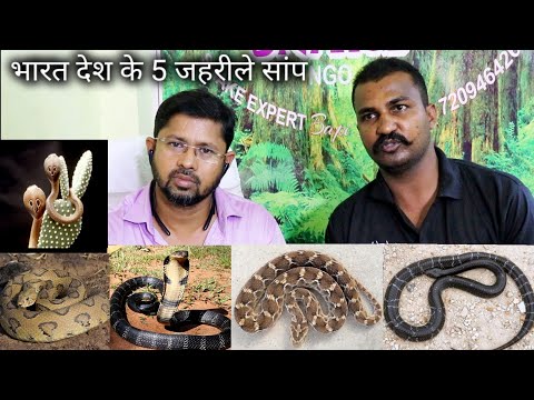 No one will give you such information | Full information about the 5 most venomous snakes in India
