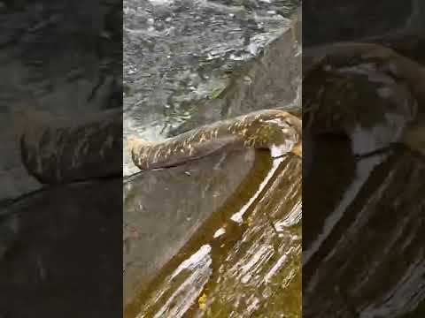 Lamprey eel