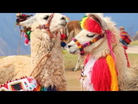Llamas and Alpacas in Peru