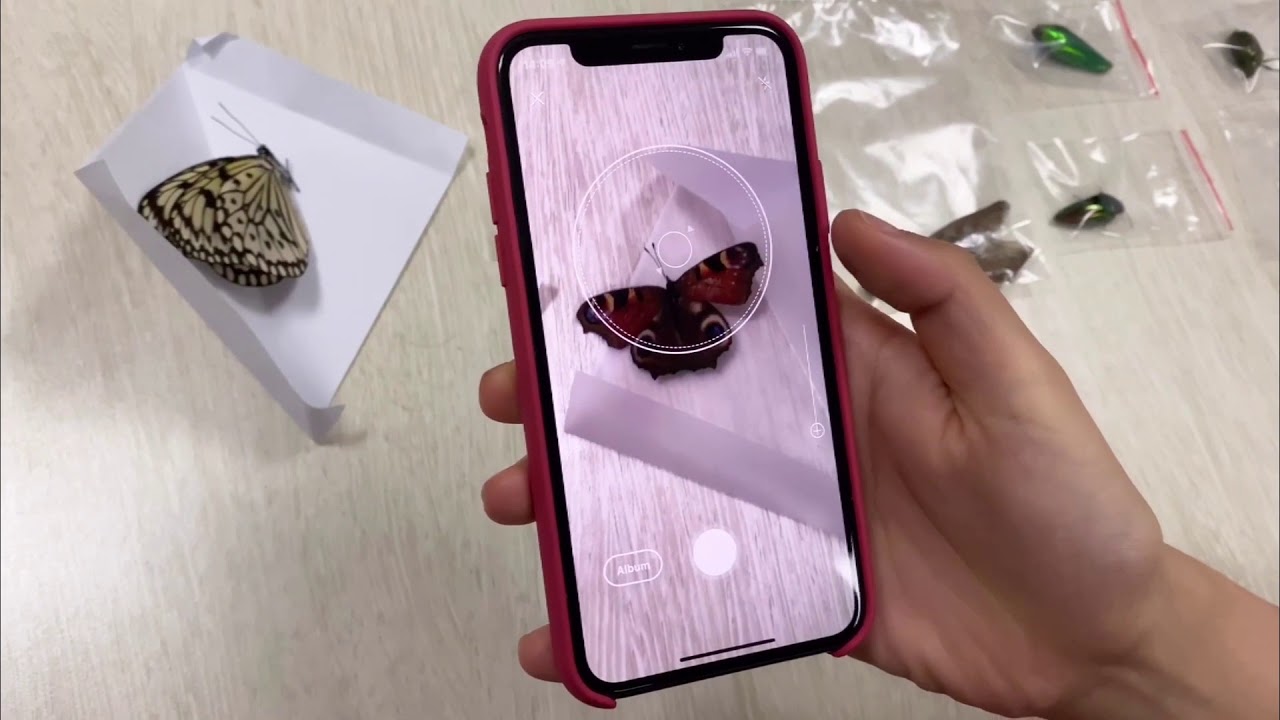 How To Identify Insects Without Seconds