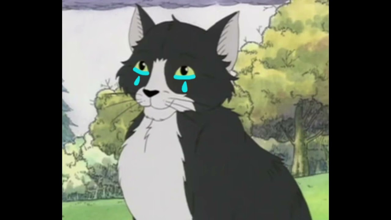 Cat (Little Bear) Cries Tears of Joy