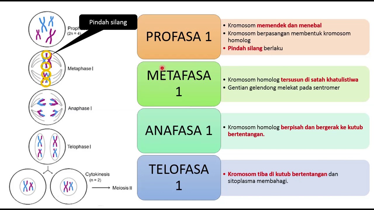 Sains Tingkatan 4 KSSM I BAB 5 I Proses Mitosis dan Meiosis (Ringkasan)