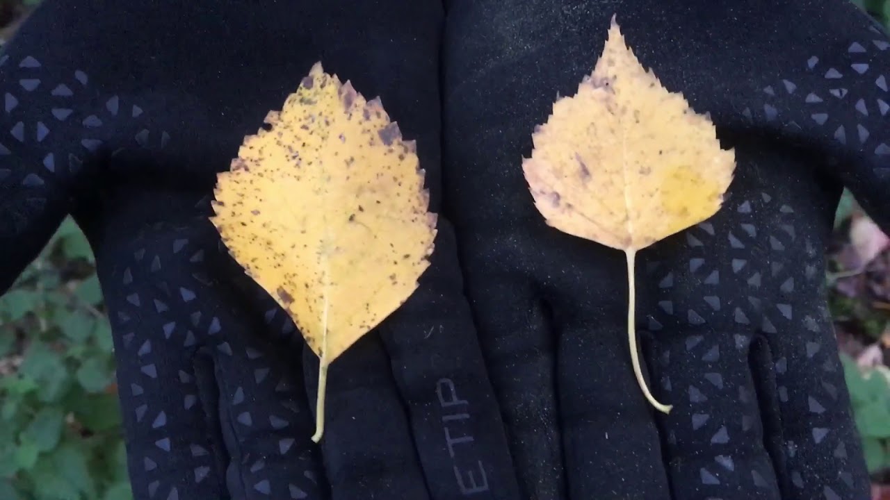 Tree identification for beginners - Downy Birch vs Silver Birch