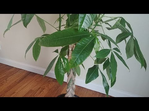 Propagating Money Tree in Water - Part 1