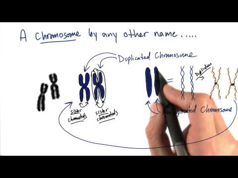 Duplicated Chromosomes - Tales from the Genome