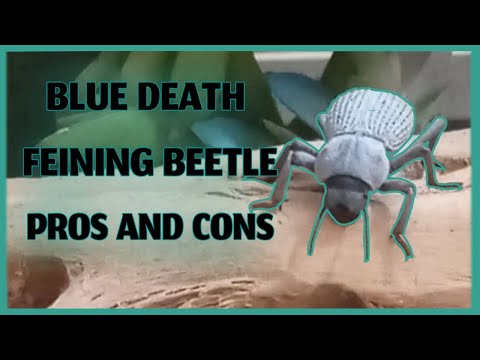 Pros And Cons Of Keeping Blue Death Feigning Beetles!