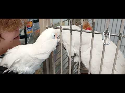 35 years old Goffin's meets another cockatoo for the first time.