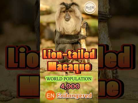 🐒Lion-tailed macaque facts, distribution & population | BioDB #biodb #monkey #reels #shorts #fyp