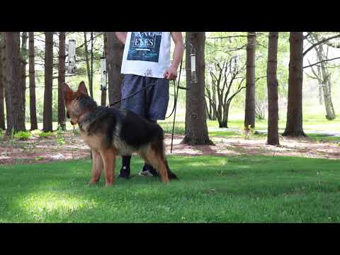 Mittelwest's Champion Female German Shepherd: Ulta vom Mittelwest