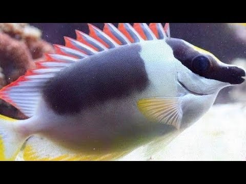 Reef tank | Magnificent fox face | Temp control | Fish aggression