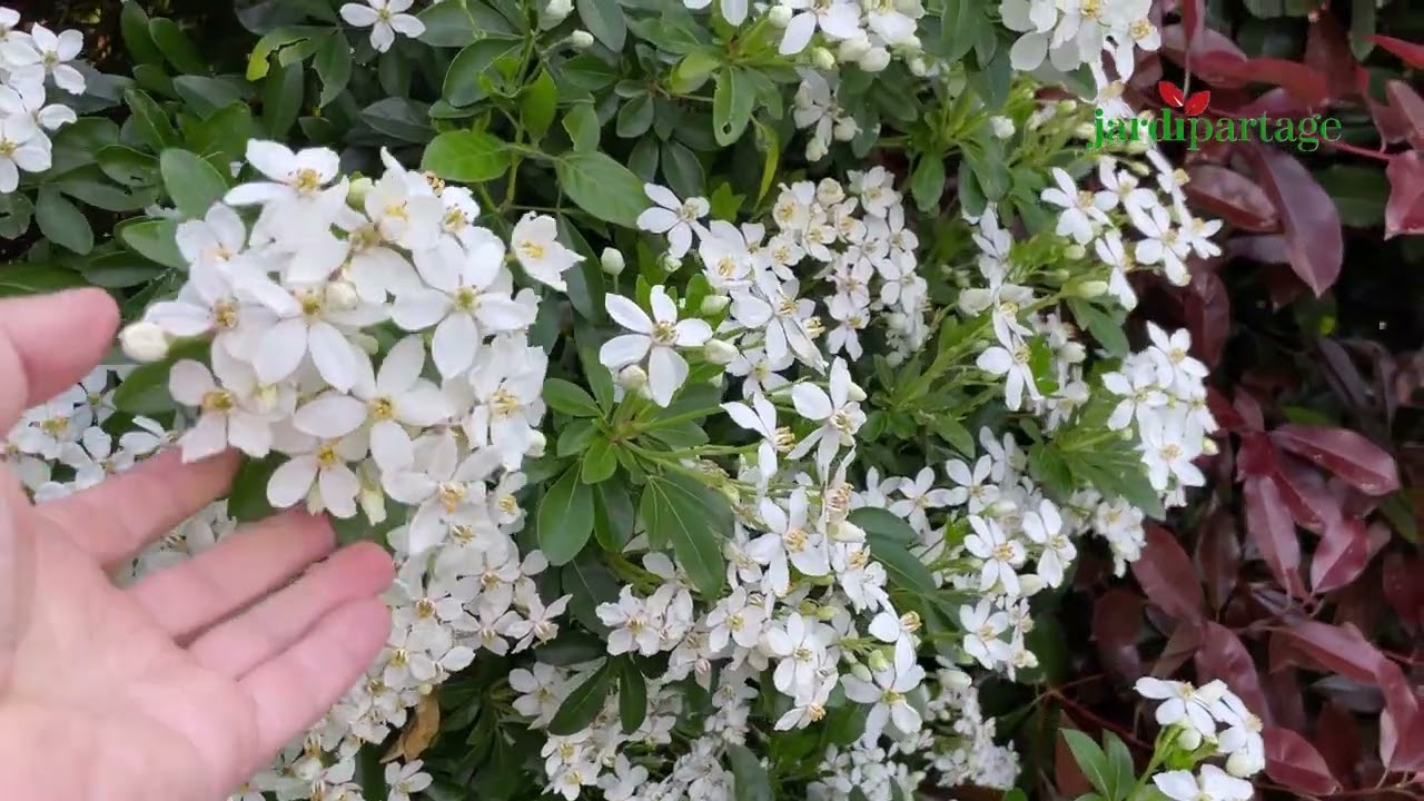 Mexican orange tree, Choisya: Discover this very flowery and fragrant shrub