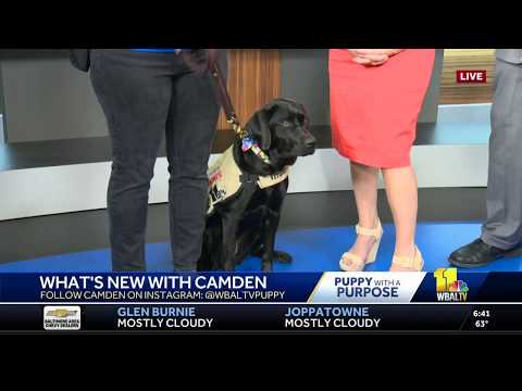 5.8.19 Camden's Weekly Pupdate on WBAL-TV