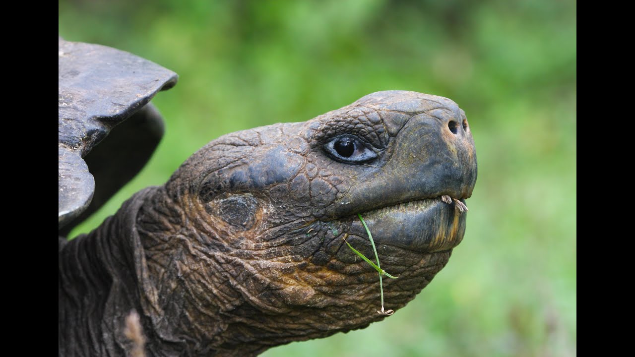 Reptiles: Diversity, Feeding, Defense