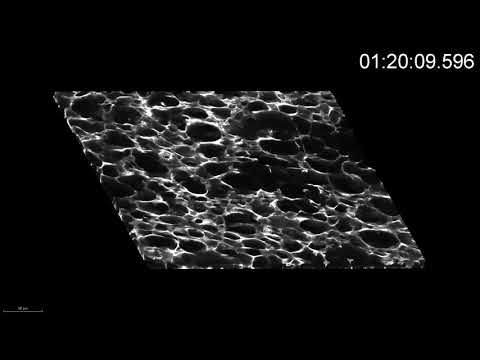 Formation of a honeycomb pattern