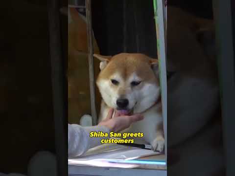 This Shiba Inu Runs Its Own Shop in Japan 😍😍