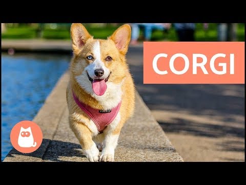 Cardigan Welsh Corgi vs Pembroke Welsh Corgi