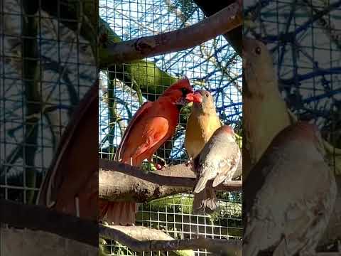 Cardinal Sounds - Northern Red Cardinal male Singing | Bird Sounds
