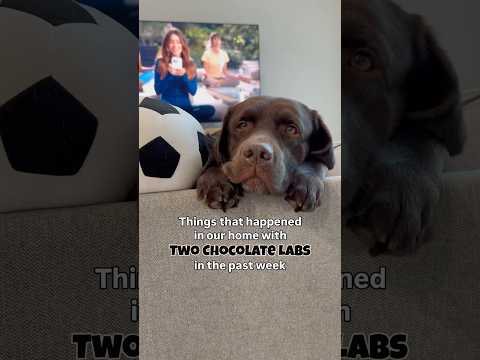 Life with two Labradors 🐾 #dogs #dogshorts #shorts #labradorretriever #chocolatelab