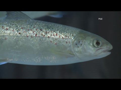 Conservation group to have greater say on Belfast fish farm proposal