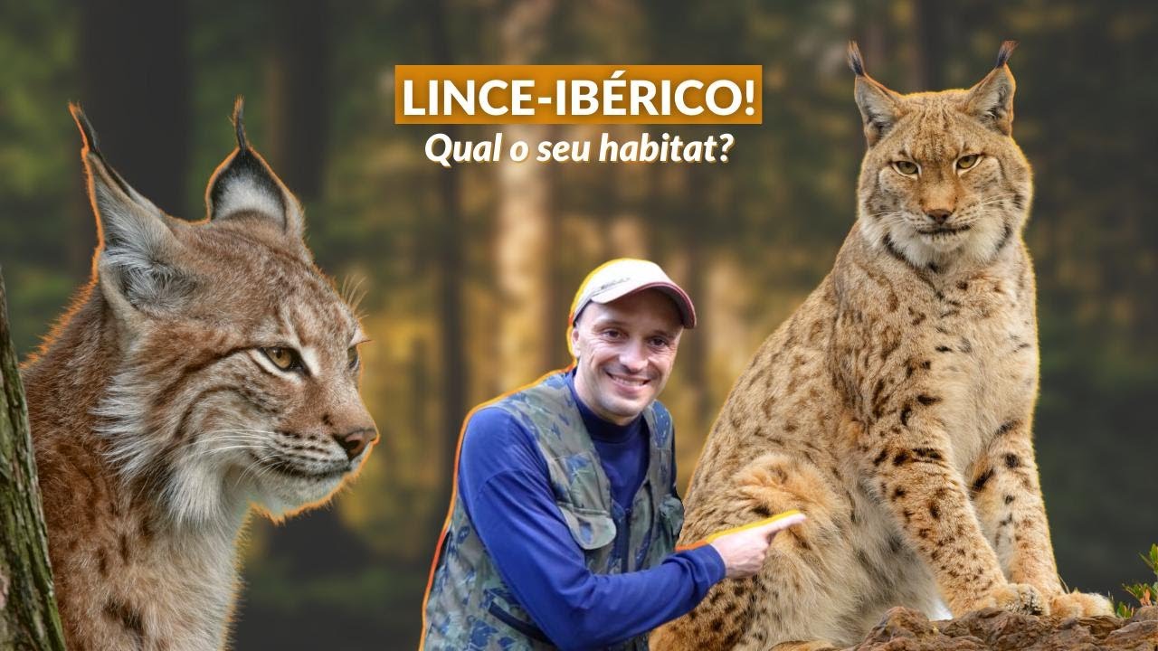 CONHEÇA O LINCE-IBÉRICO! UM DOS FELINOS MAIS LINDOS DO MUNDO! UMA ESPÉCIE MUITO AMEAÇADA DE EXTINÇÃO