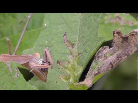 🐝 Japan Praying Mantis Loses a Meal - Order Mantodea - Real Japan Monsters