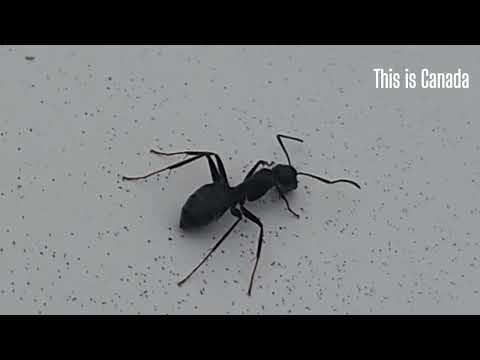 How I search and smell test - Ant world.