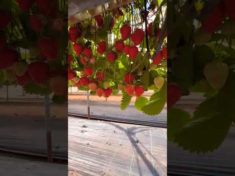 MANOR FARM FRUITS