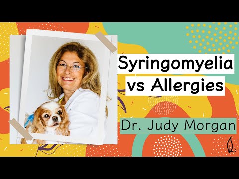 Syringomyelia vs Allergies with Dr. Judy Morgan