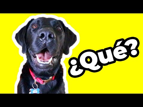 Funny Dog Speaks Perfect Spanish