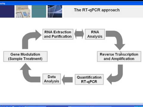 Key Steps for Generating Real-Time PCR Data that Conforms to MIQE ...