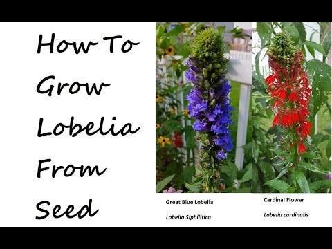 How to Grow Blue Lobelia and Cardinal Flower from seed (lobelia cardinalis, lobelia siphilitica)