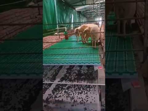 How Russian Goat Farms Use Goat Poop for Fertilizer! ????????????