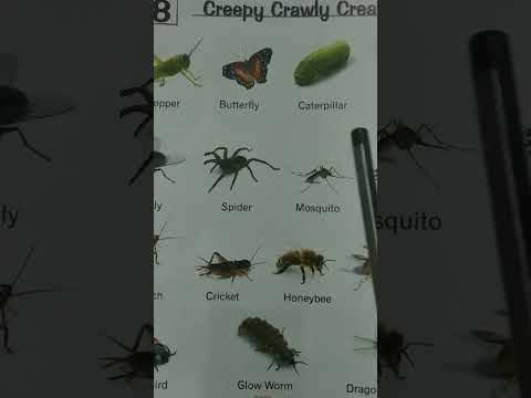 Creepy Crawly Creatures #insects