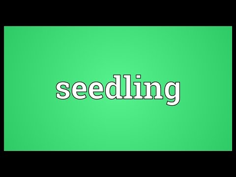 Seedling Meaning