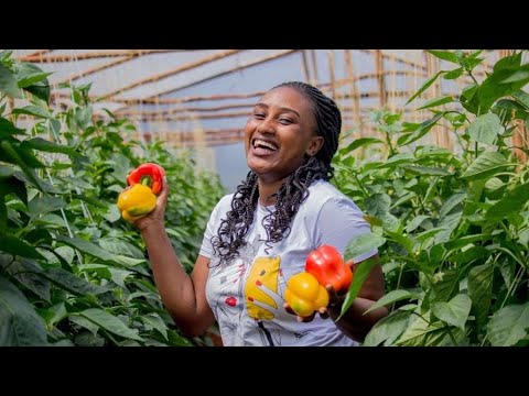 Uncovering Kenya's Million-Dollar Agribusiness Secret: Youth Farmers Profit Big from Capsicums[HOHO]