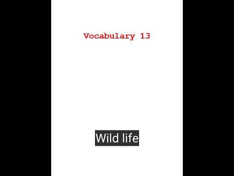 Vocabulary 13
