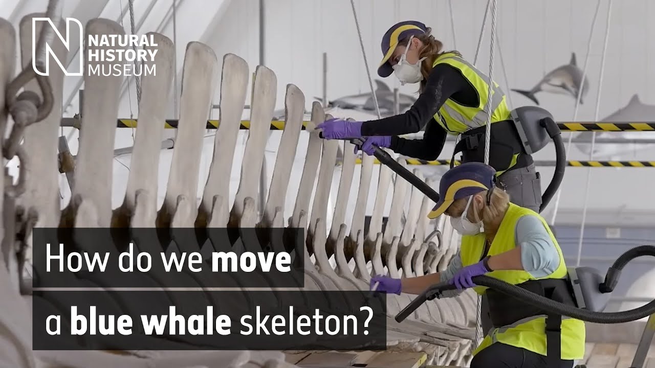 Examining the blue whale: the move begins | Natural History Museum