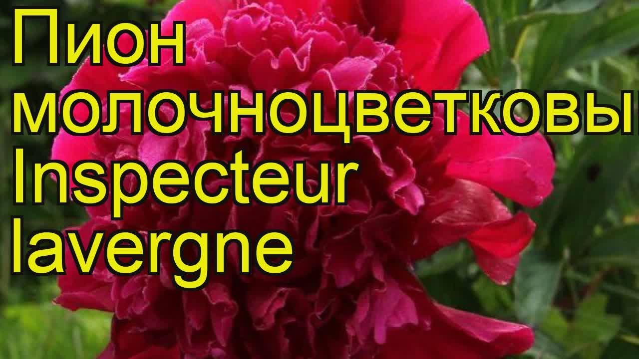 Пион молочноцветковый Инспектор Лаверн. Краткий обзор paeonia lactiflora Inspecteur lavergne