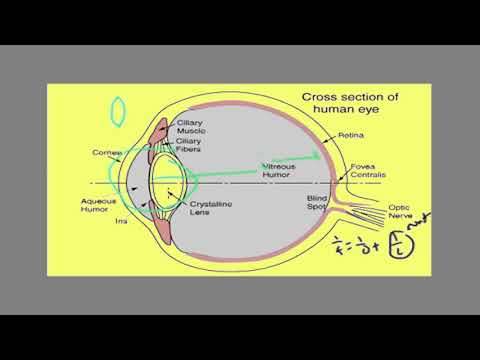 Human eye lens concave or convex