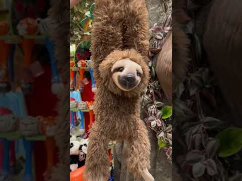 THE HAPPY SLOTH#toy#toys#fun#trending#trendingshorts#viral#video#shortvideo#shorts#short#youtube#yt