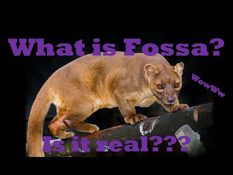 What is Fossa? Is it real??? woW