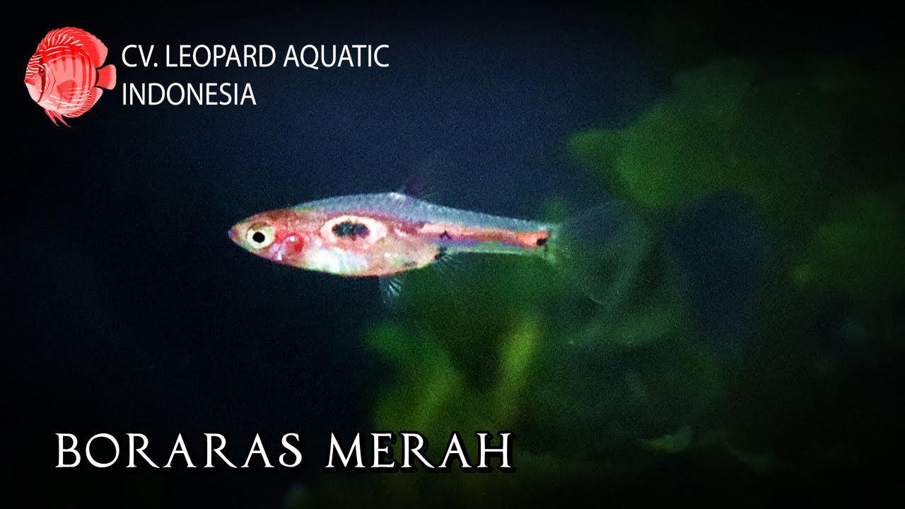 10 Types of Rasboras for Community Aquariums